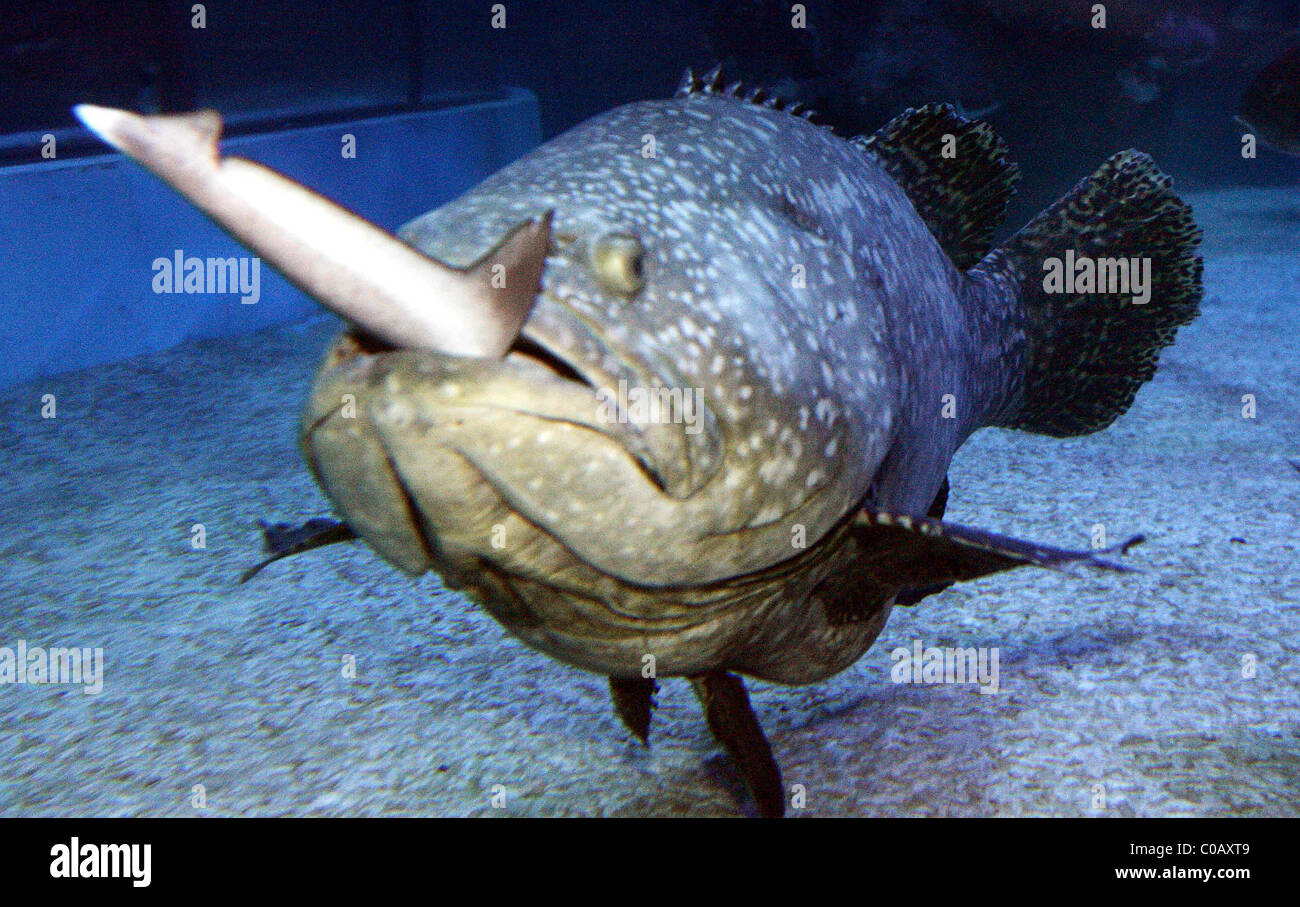 Goliath Grouper Eats Shark