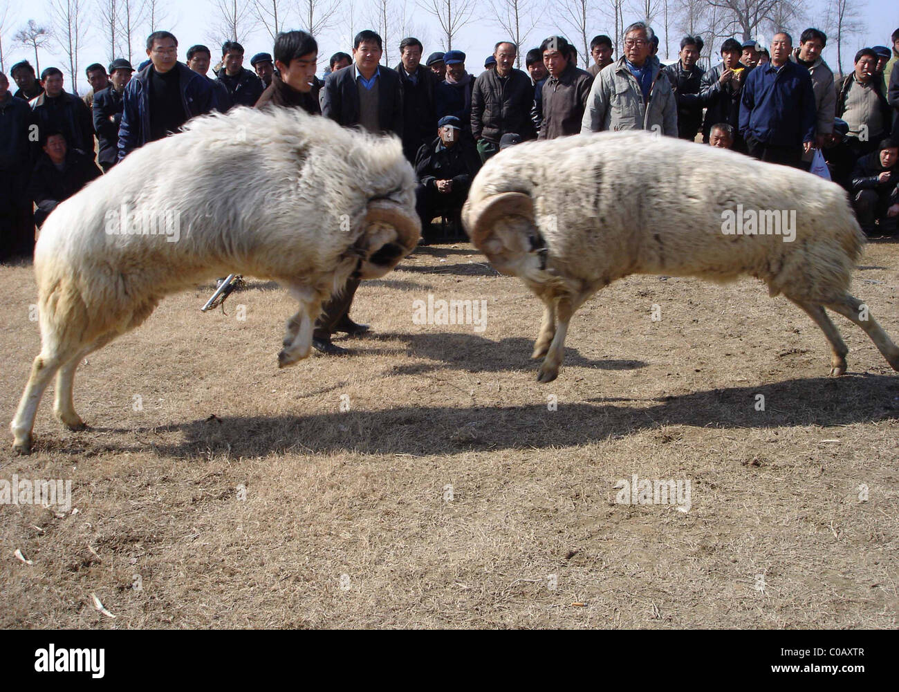 ROCKY AND RAMBO Five hundred sheep fighting lovers from five provinces ...
