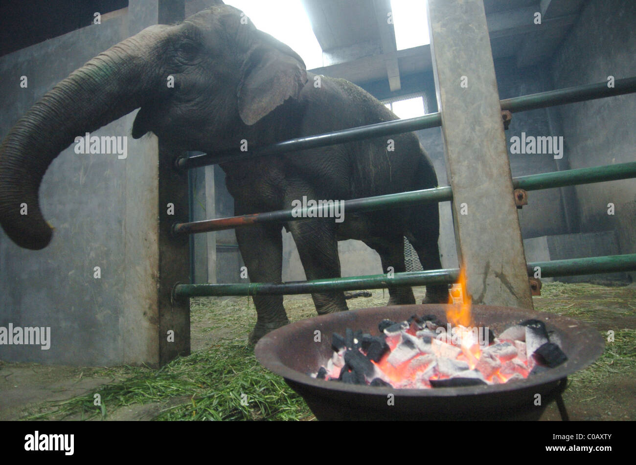 Elephants zoo night hi-res stock photography and images - Alamy