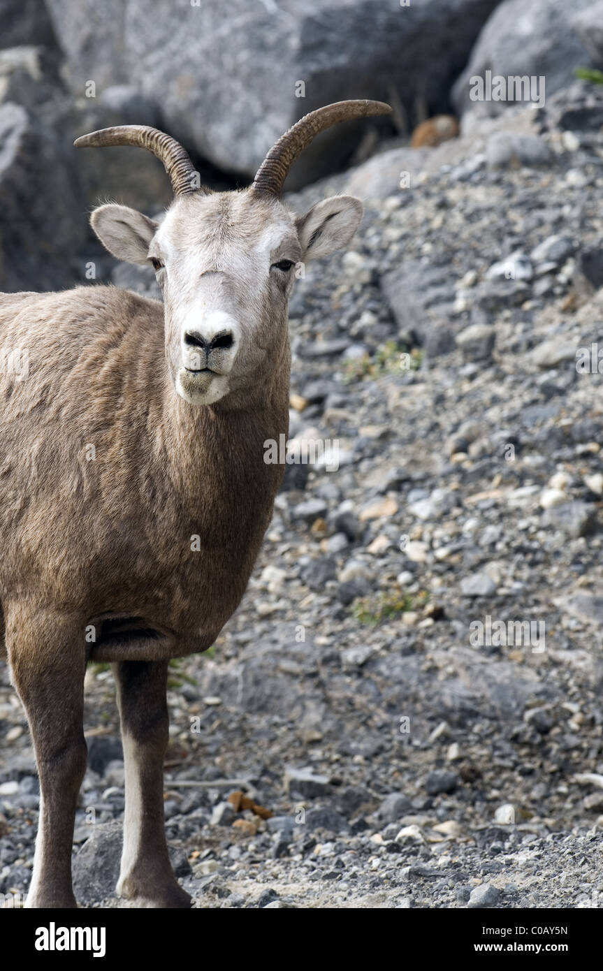 Montana mountain goat hi-res stock photography and images - Alamy
