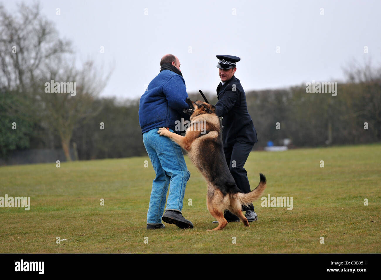 A dog & handler team competing in the London Regional Police Dog Trial ...