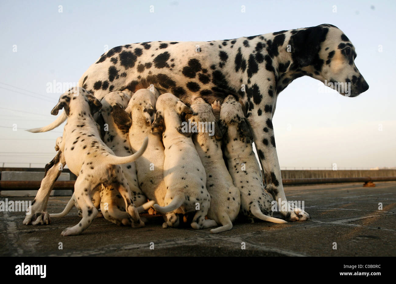 DOG'S MAMMOTH DELIVERY Wonderdog Hua Hua has been hailed a hero hound ...