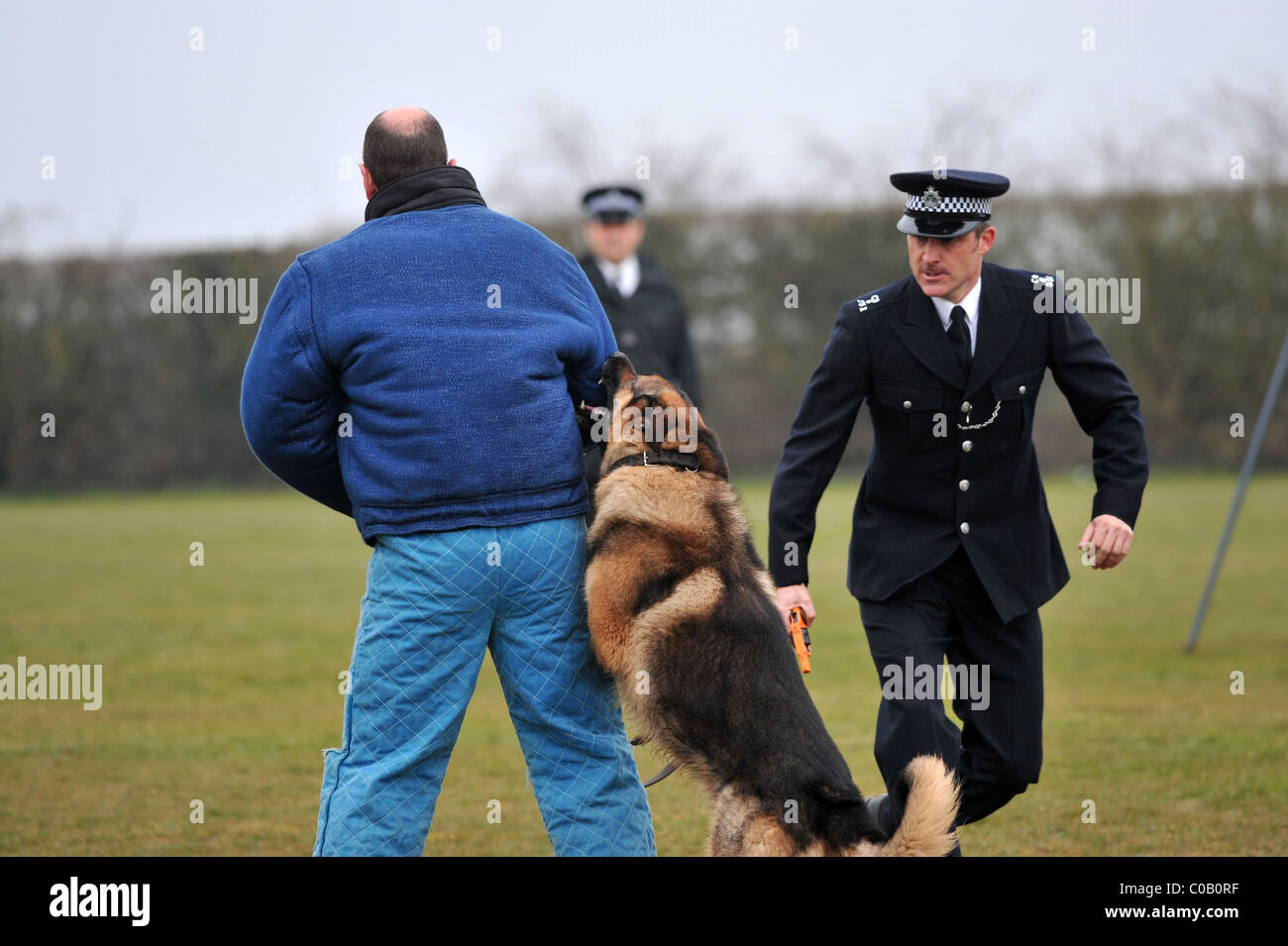 Metropolitan police dog handler hi-res stock photography and images - Alamy