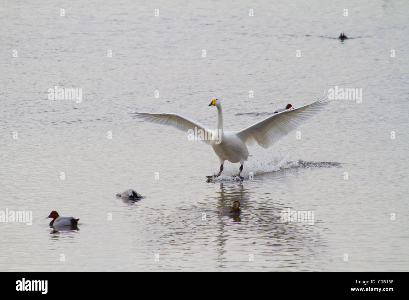 Splashdown of the swan hi-res stock photography and images - Alamy