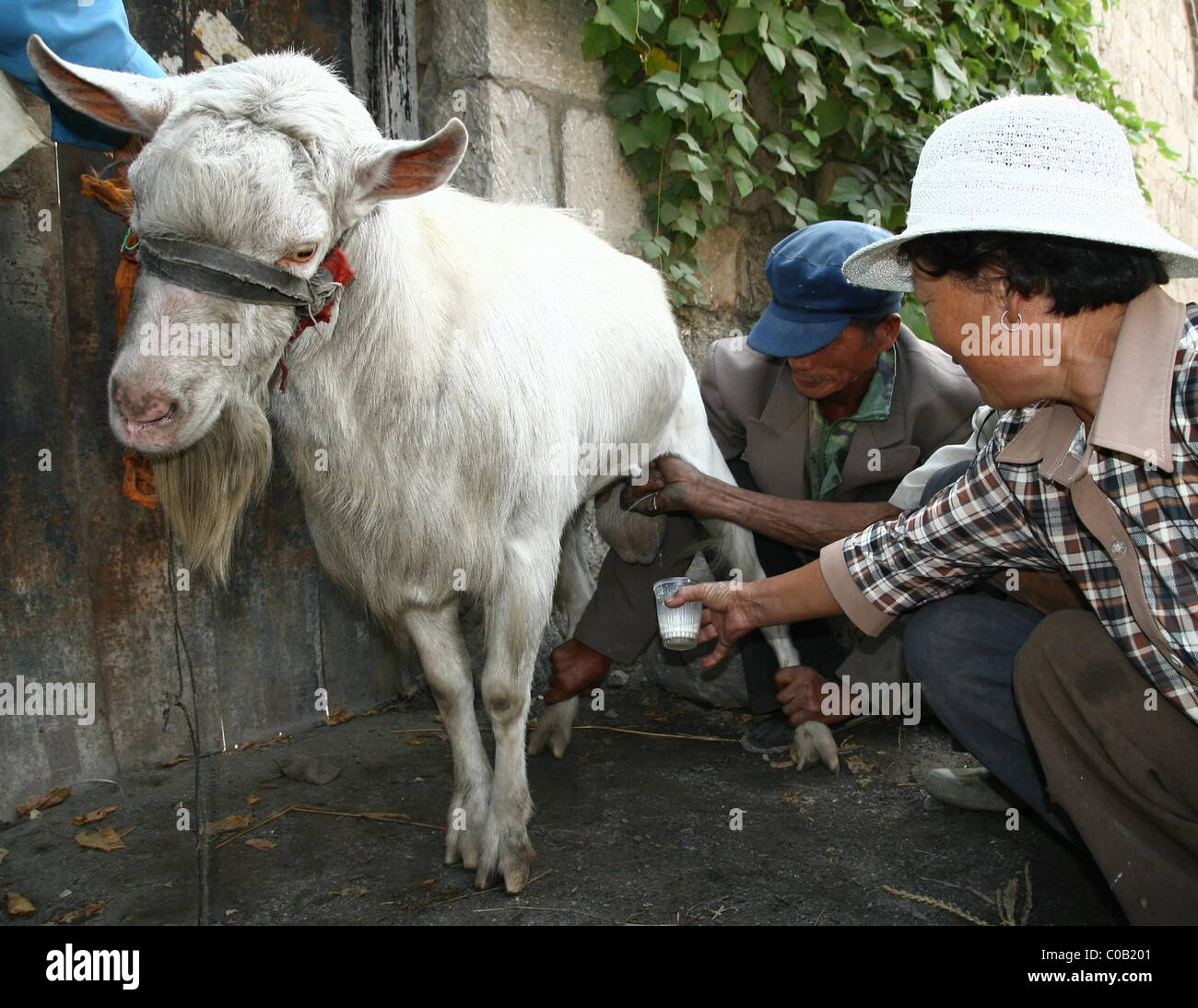 PULL THE UDDER ONE This bizarre bull produces enough milk to feed its ...