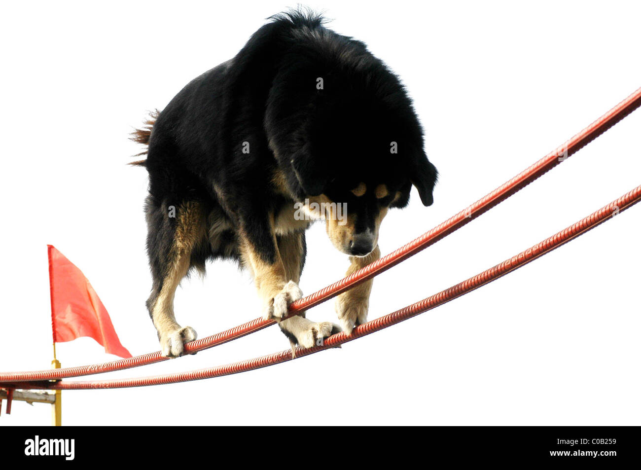 RESCUE DOG JUMPS THROUGH FLAMING HOOPS (59830) This brave Tibetan ...