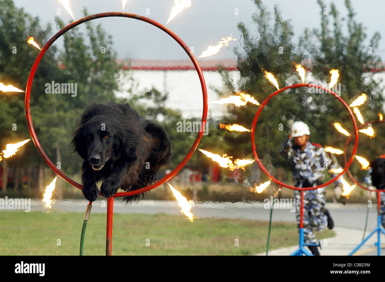 Dog jumps through fire hi-res stock photography and images - Alamy