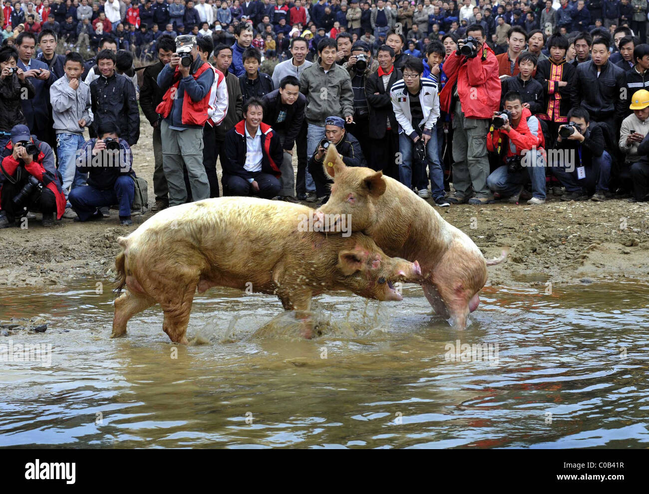 Onlookers are gripped as pigs fight in Guizhou China. The sport is held ...