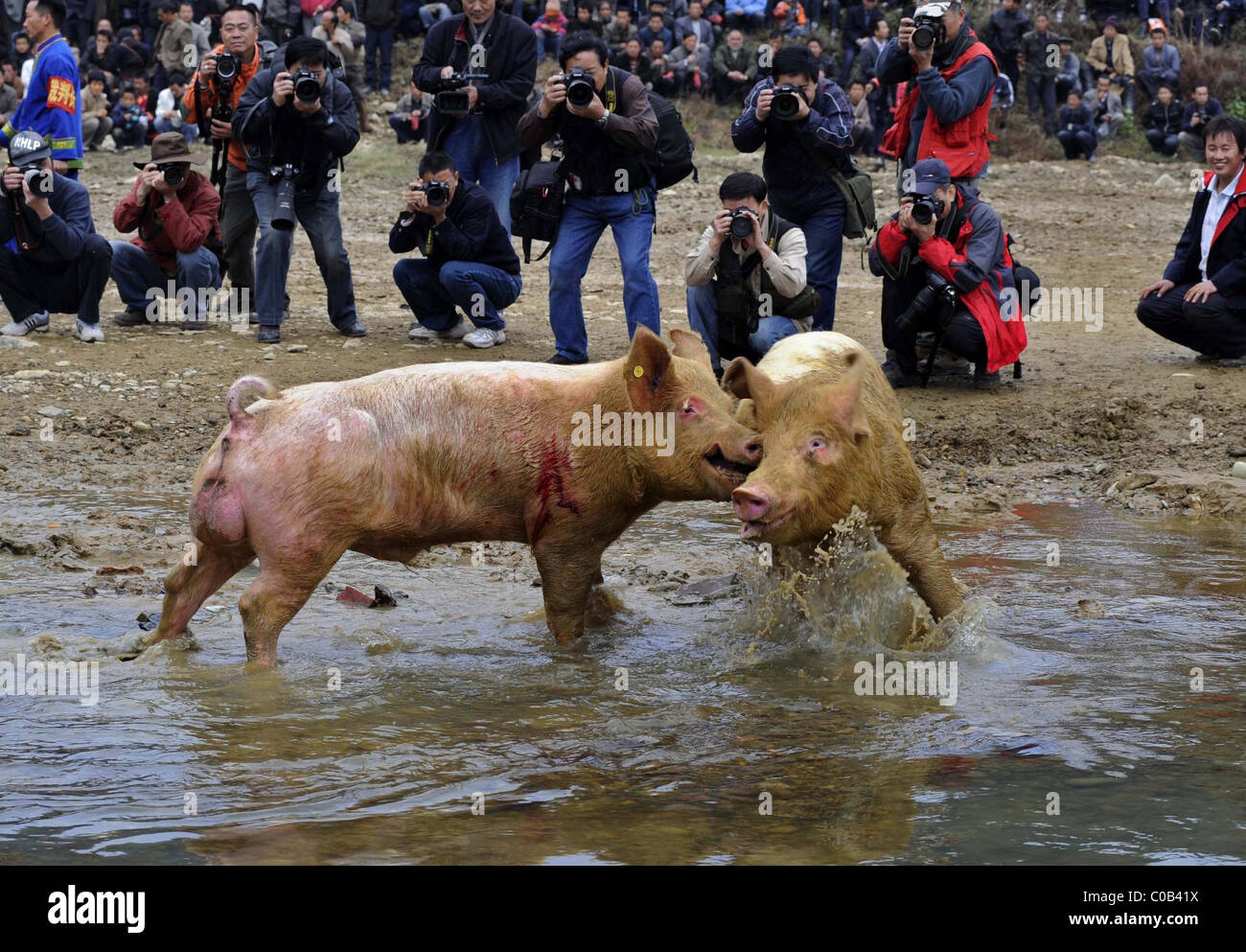 Onlookers are gripped as pigs fight in Guizhou China. The sport is held ...