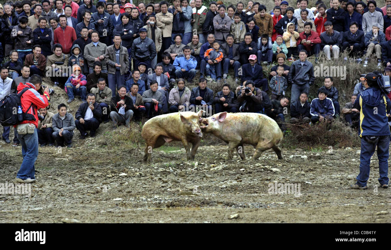 Onlookers are gripped as pigs fight in Guizhou China. The sport is held ...