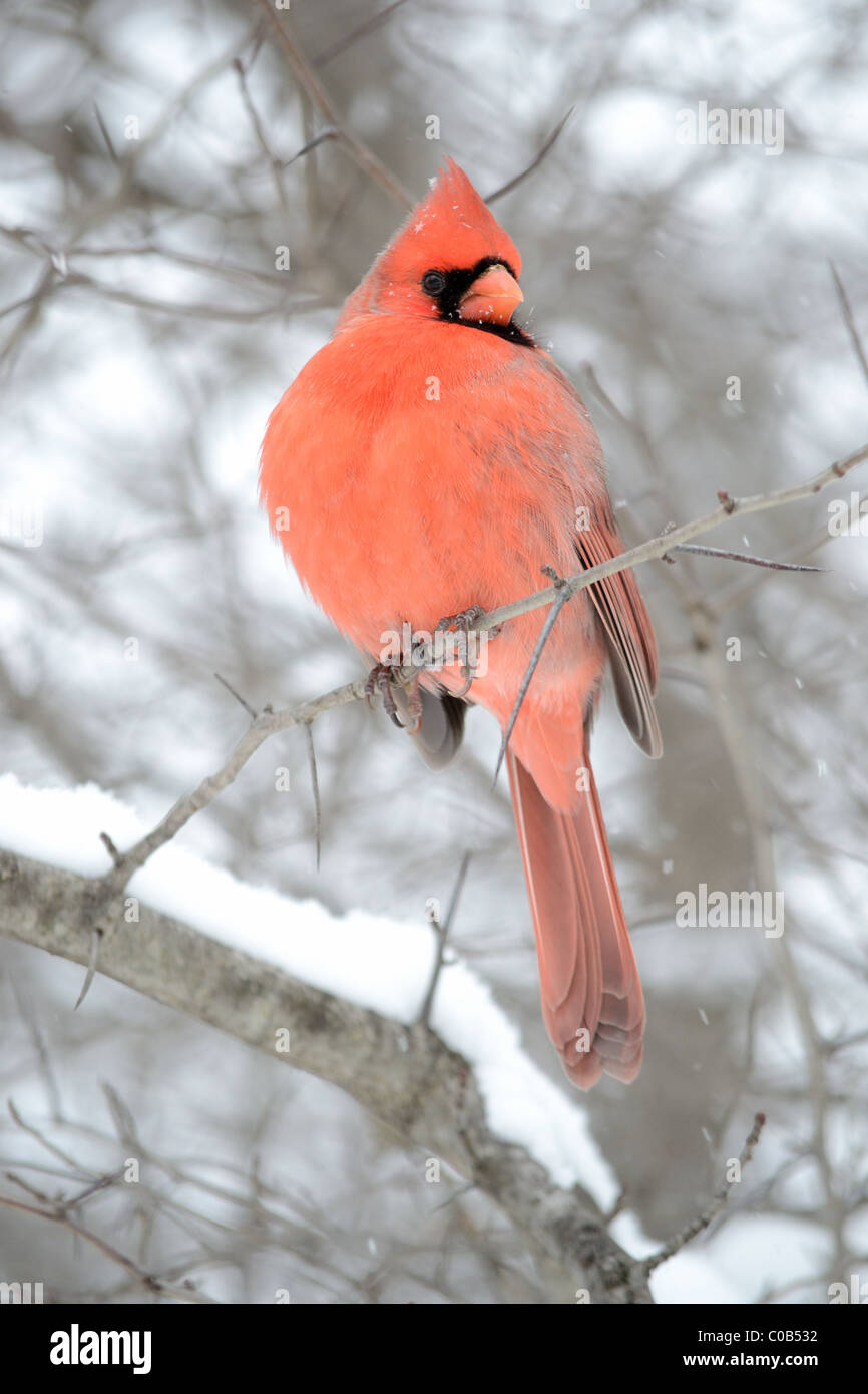 A male cardinal perched on a tree branch Stock Photo - Alamy
