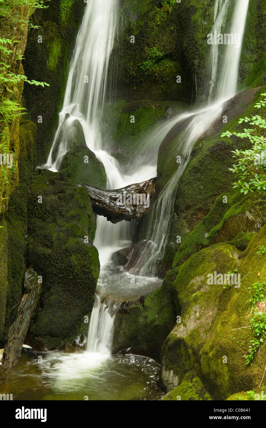 Stock Ghyll Force. Ambleside, Cumbria, UK. May. The Lake District, The ...