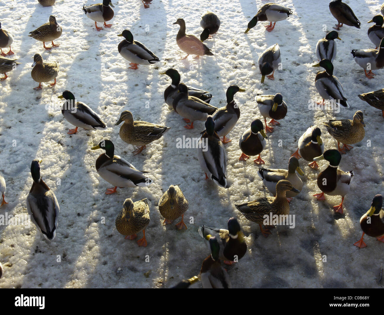 ducks frozen lake winter ice Stock Photo - Alamy