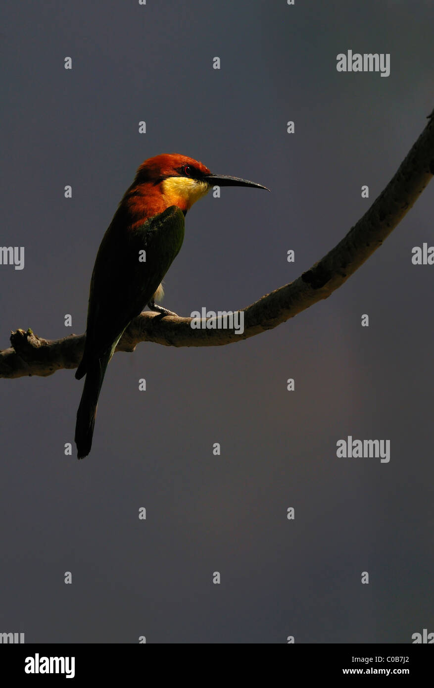 Chestnut headed bee eater Stock Photo - Alamy