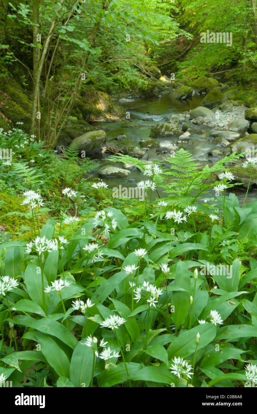 Wild garlic may hi-res stock photography and images - Alamy