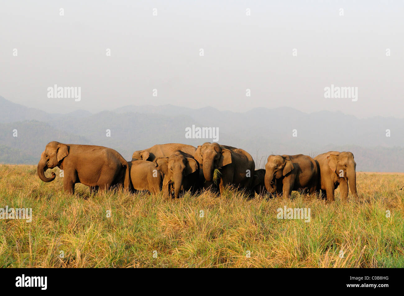 Elephant group hi-res stock photography and images - Alamy