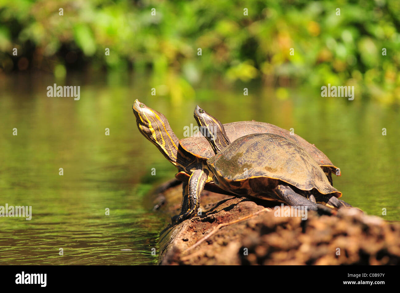 River turtle hi-res stock photography and images - Alamy