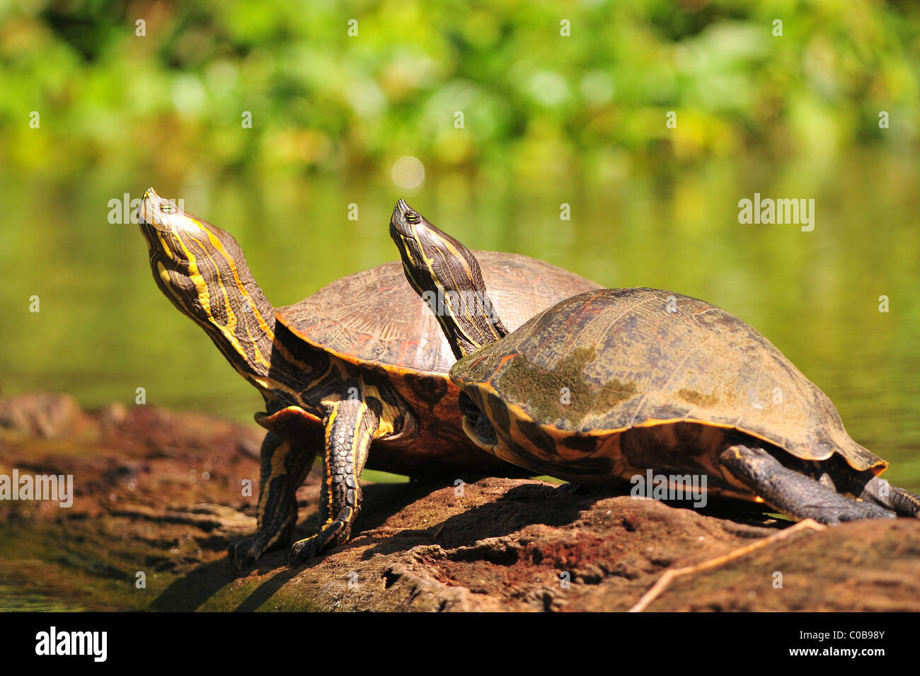 River Turtles in Tortugureo National Park Costa Rica 2011 Stock Photo ...