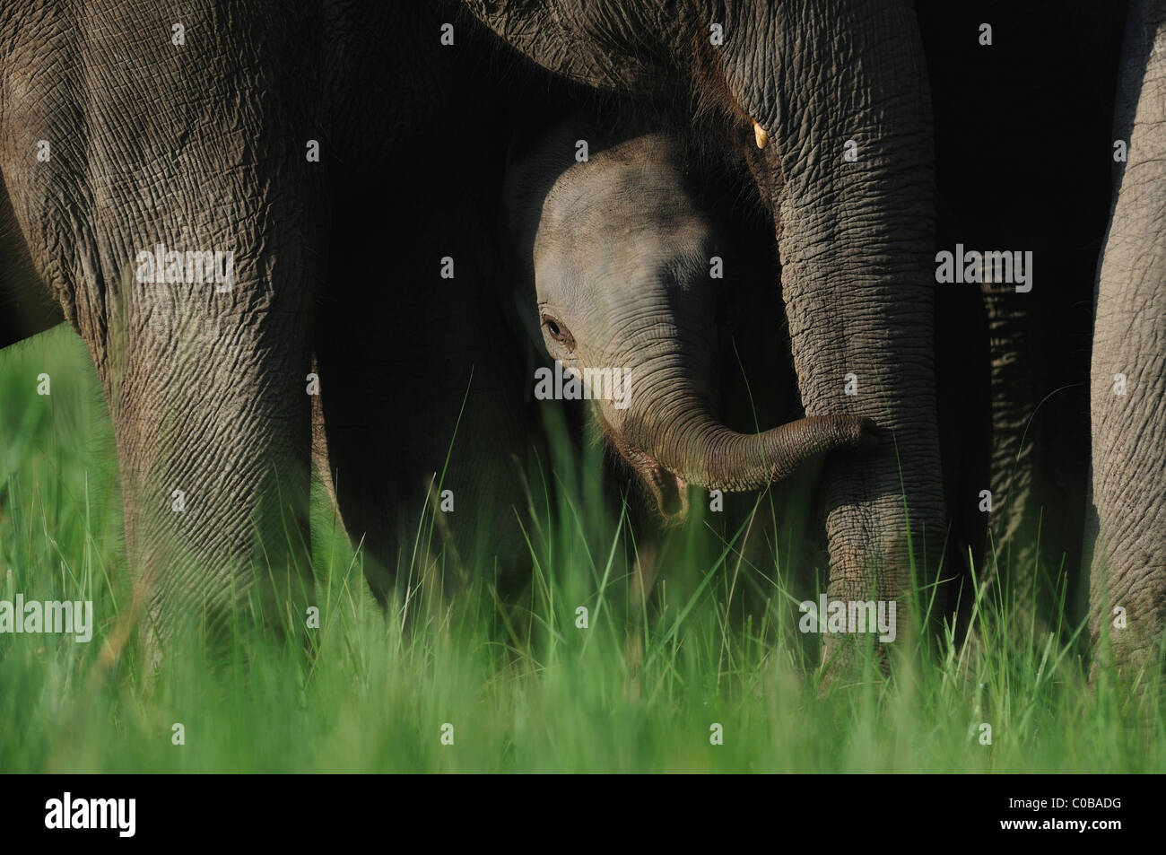 Elephant and its cub hi-res stock photography and images - Alamy