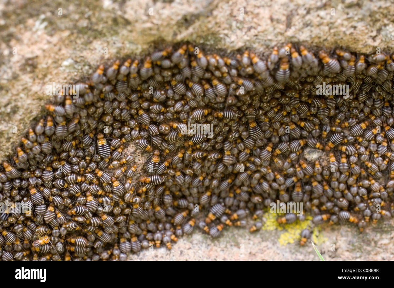 Psocids hi-res stock photography and images - Alamy