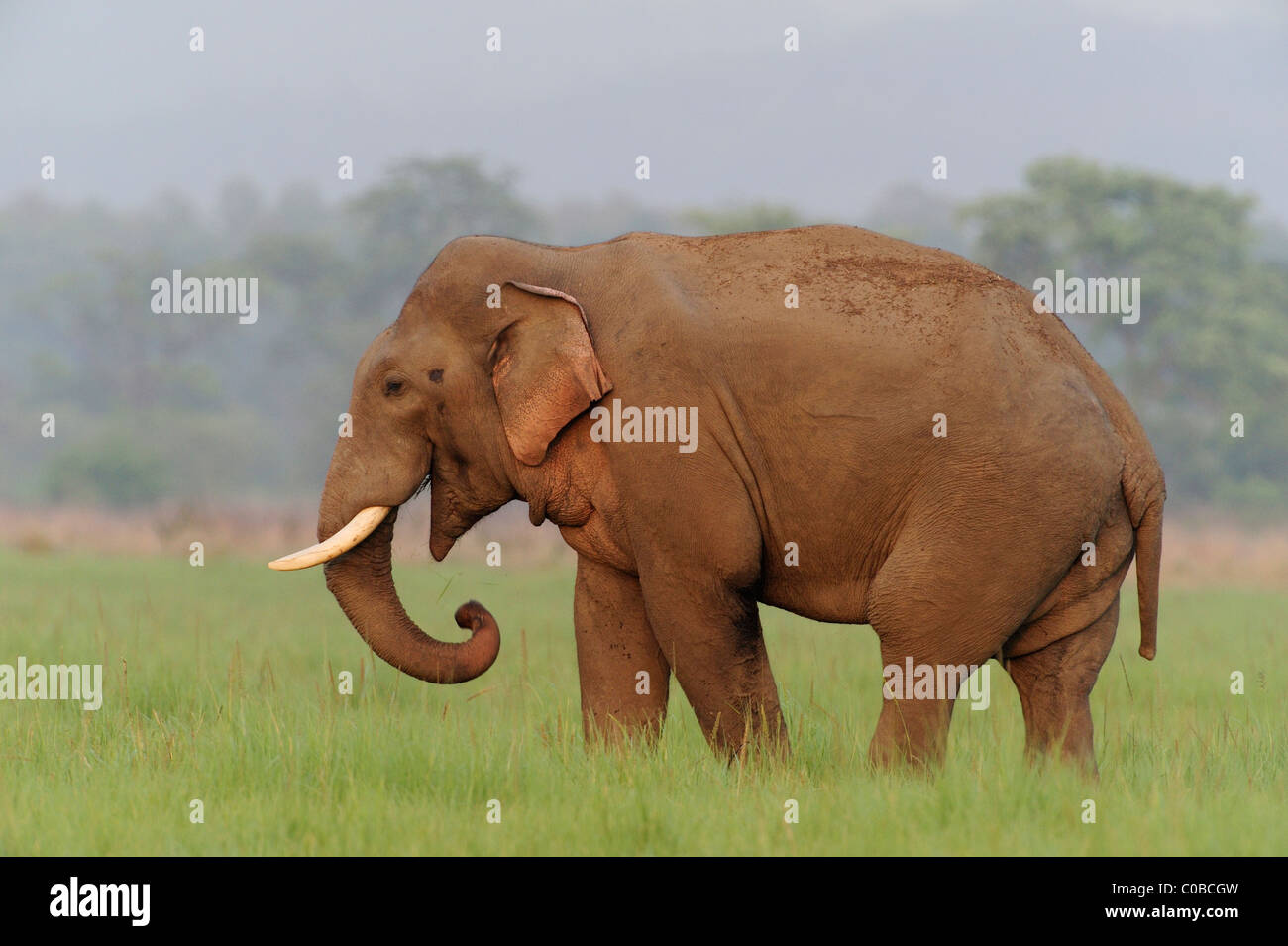 Asiatic elephant of india hi-res stock photography and images - Alamy