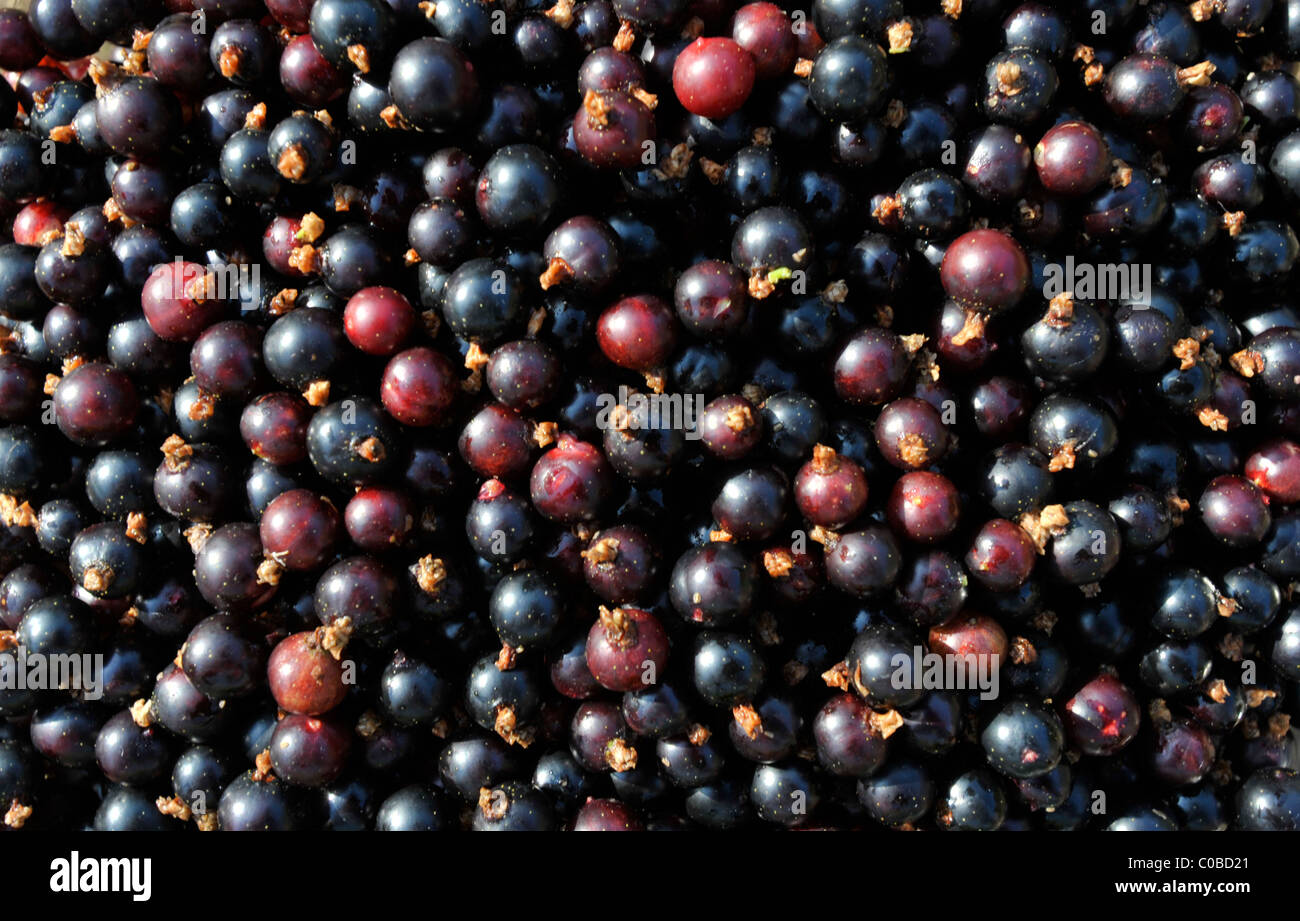 Blackcurrant berries ( Ribus nigrum ), freshly picked and washed Stock ...