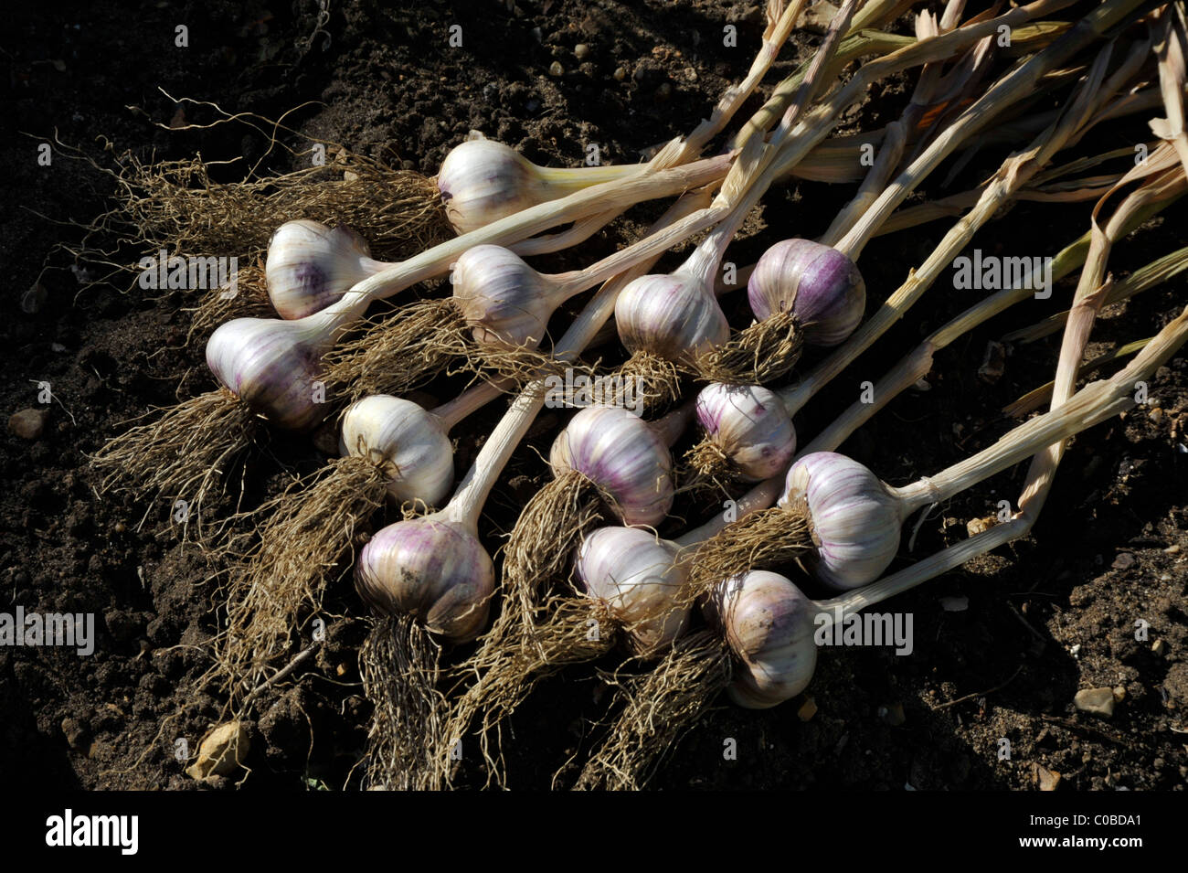 Bulbs of Garlic ( allium sativum) lifted and laid out to dry out in the ...