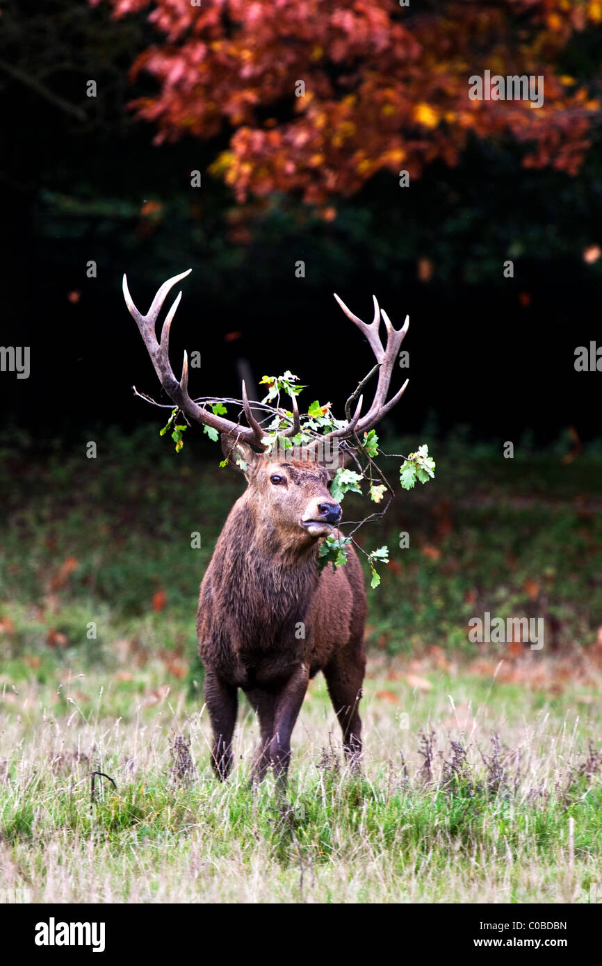 Stag studley royal hi-res stock photography and images - Alamy
