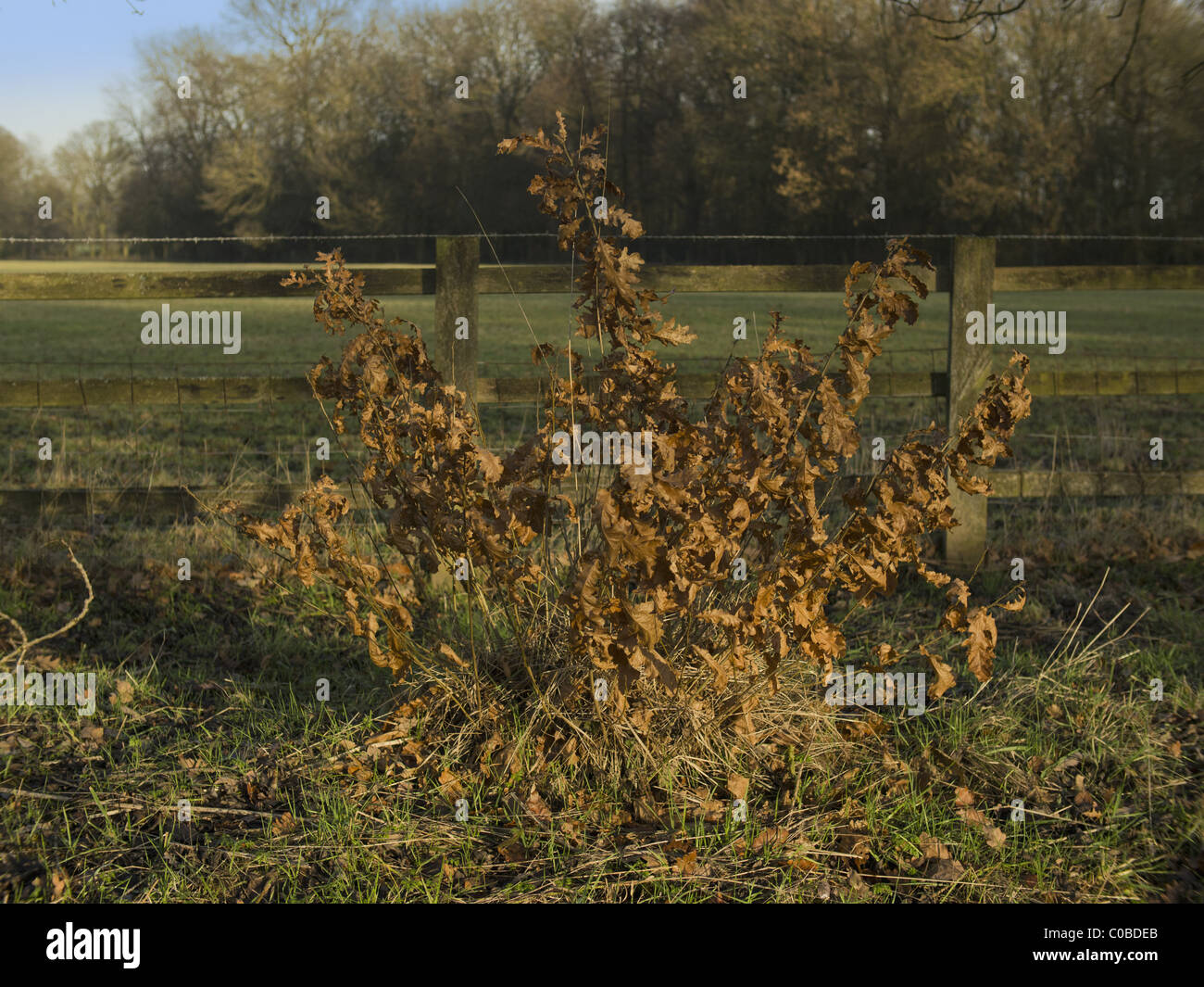 bush field farmland Stock Photo - Alamy