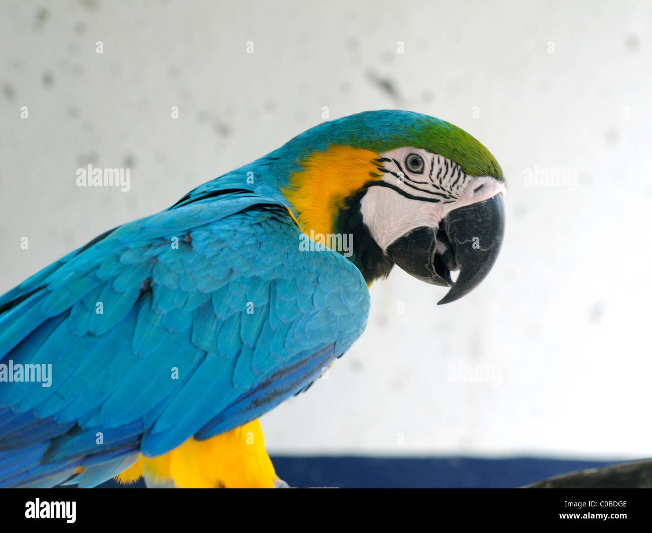 Liberia bird hi-res stock photography and images - Alamy