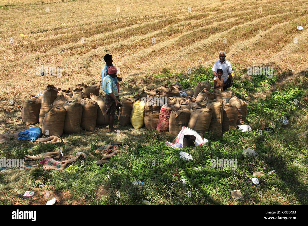 farmers collecting harvested rice production from the paddy fields ...