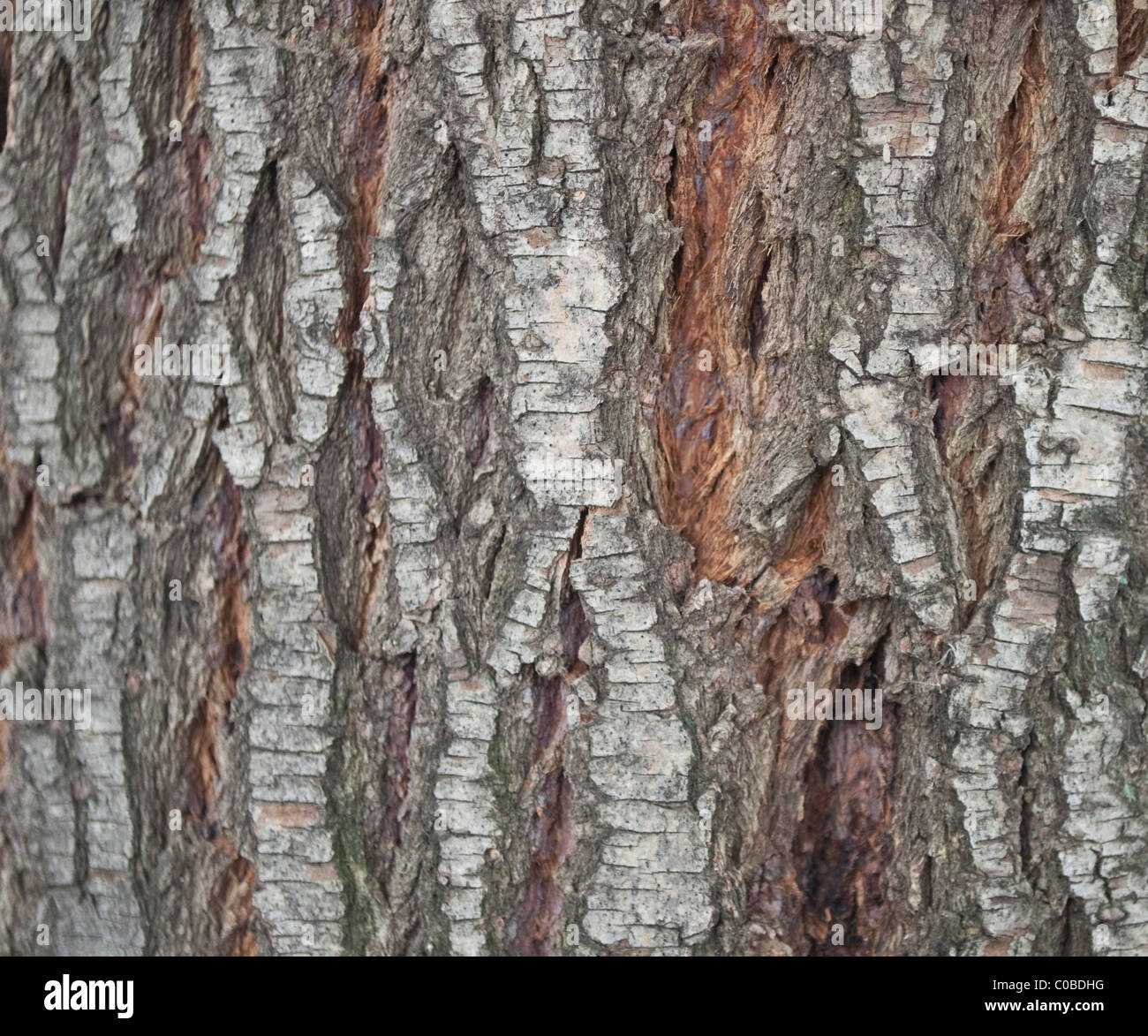 Closeup of tree bark to use as background or texture in images Stock ...