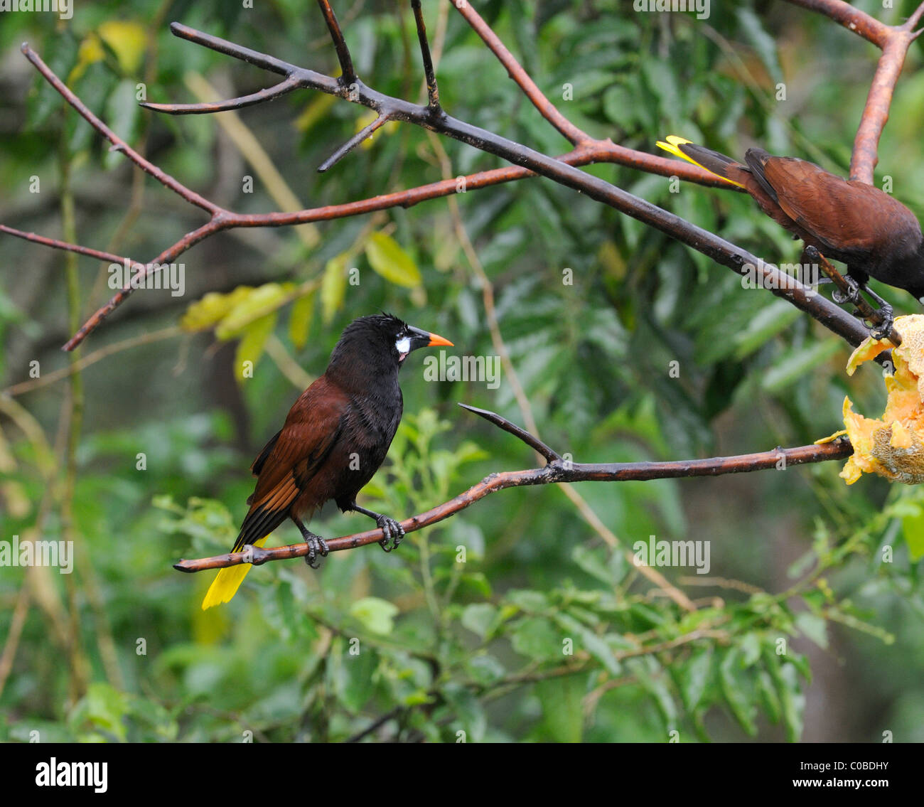 Montezuma oropendola hi-res stock photography and images - Alamy