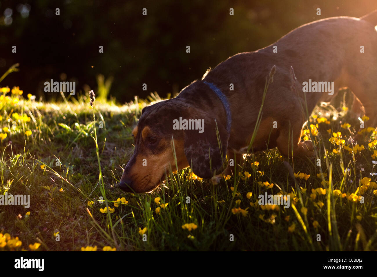 Dog sniffing trail hi-res stock photography and images - Alamy