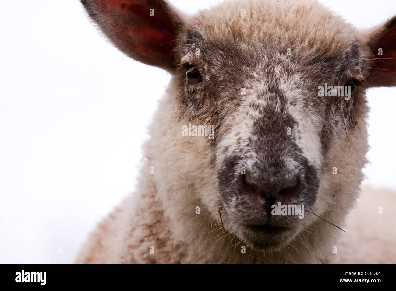 1 one lamb hi-res stock photography and images - Alamy