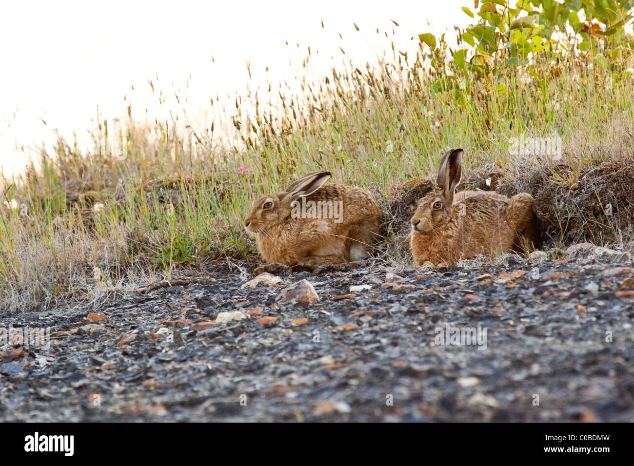 Hares form hi-res stock photography and images - Alamy