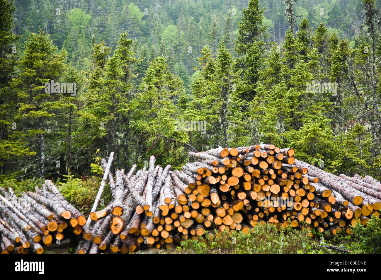 Newfoundland forest logging hi-res stock photography and images - Alamy