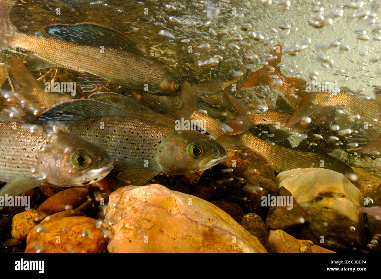 Grayling fish hi-res stock photography and images - Alamy