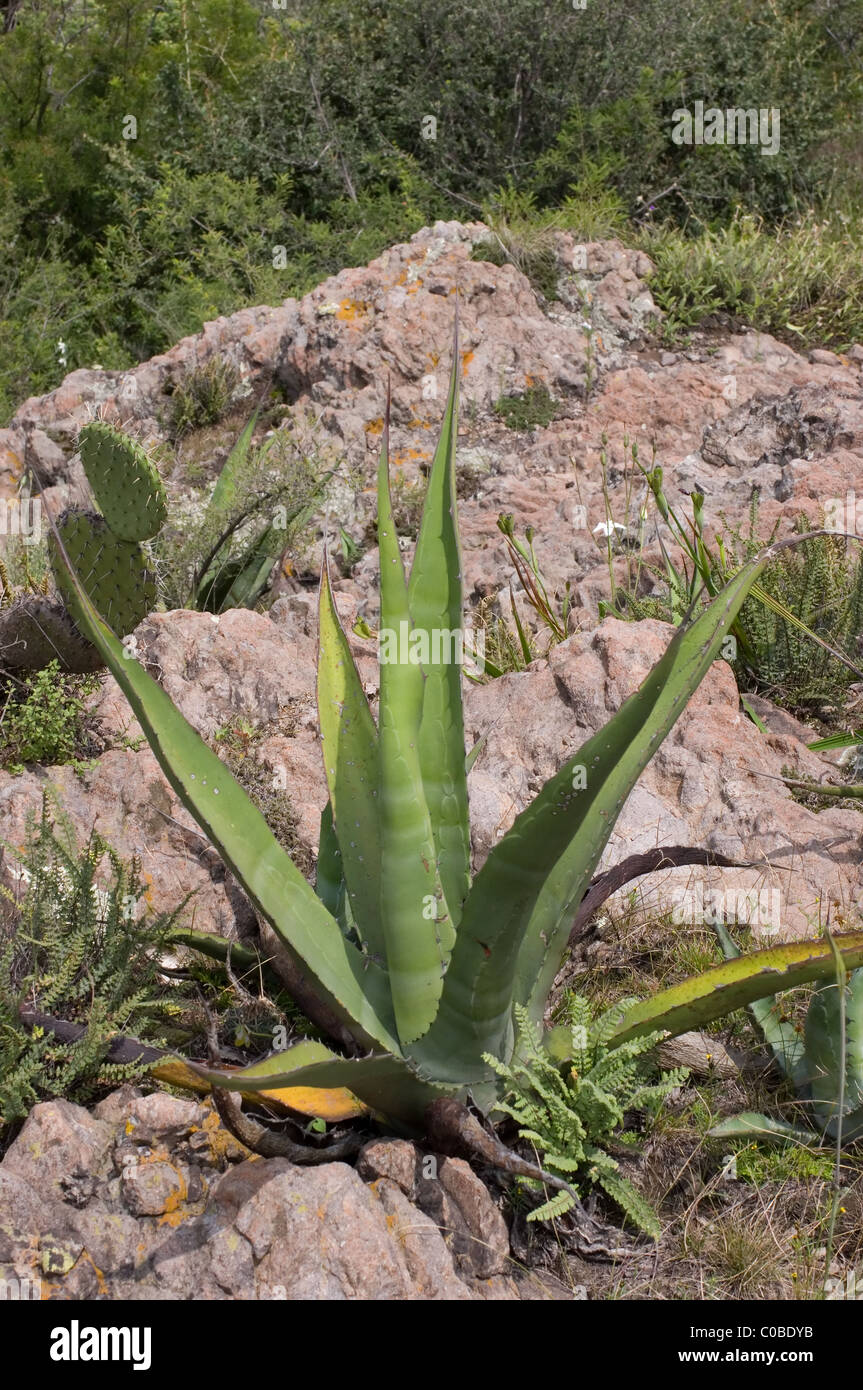 Wild agave growing in the rocks of a hill in central Mexico Stock Photo ...