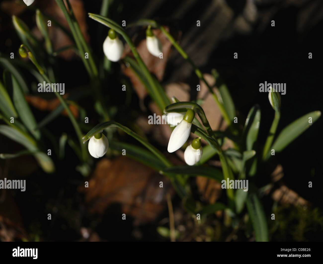 Snowdrops cemetery hi-res stock photography and images - Alamy
