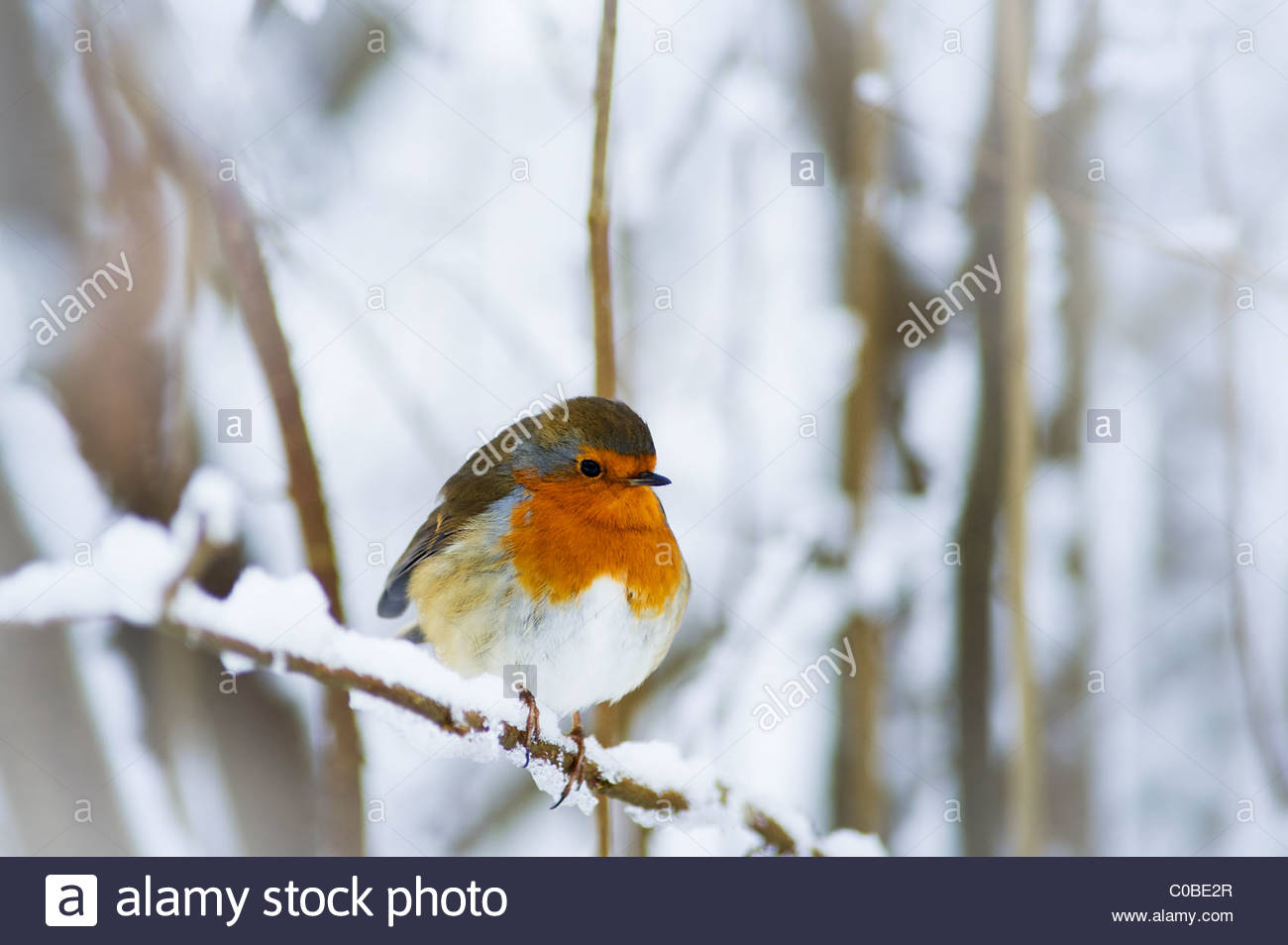 Robin On Branch Stock Photos & Robin On Branch Stock Images - Alamy
