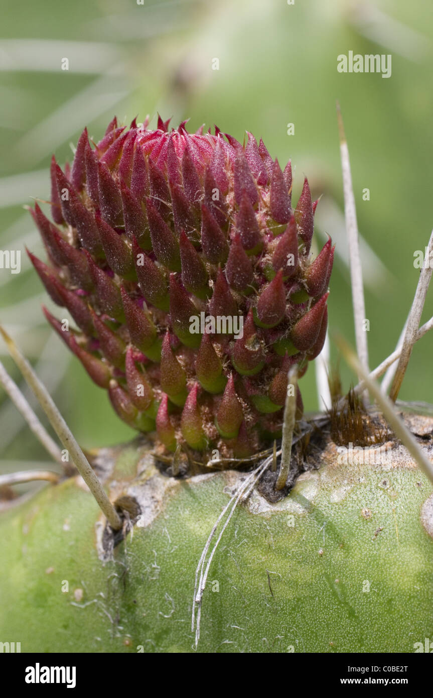 Cactus Sprout Stock Photos & Cactus Sprout Stock Images - Alamy