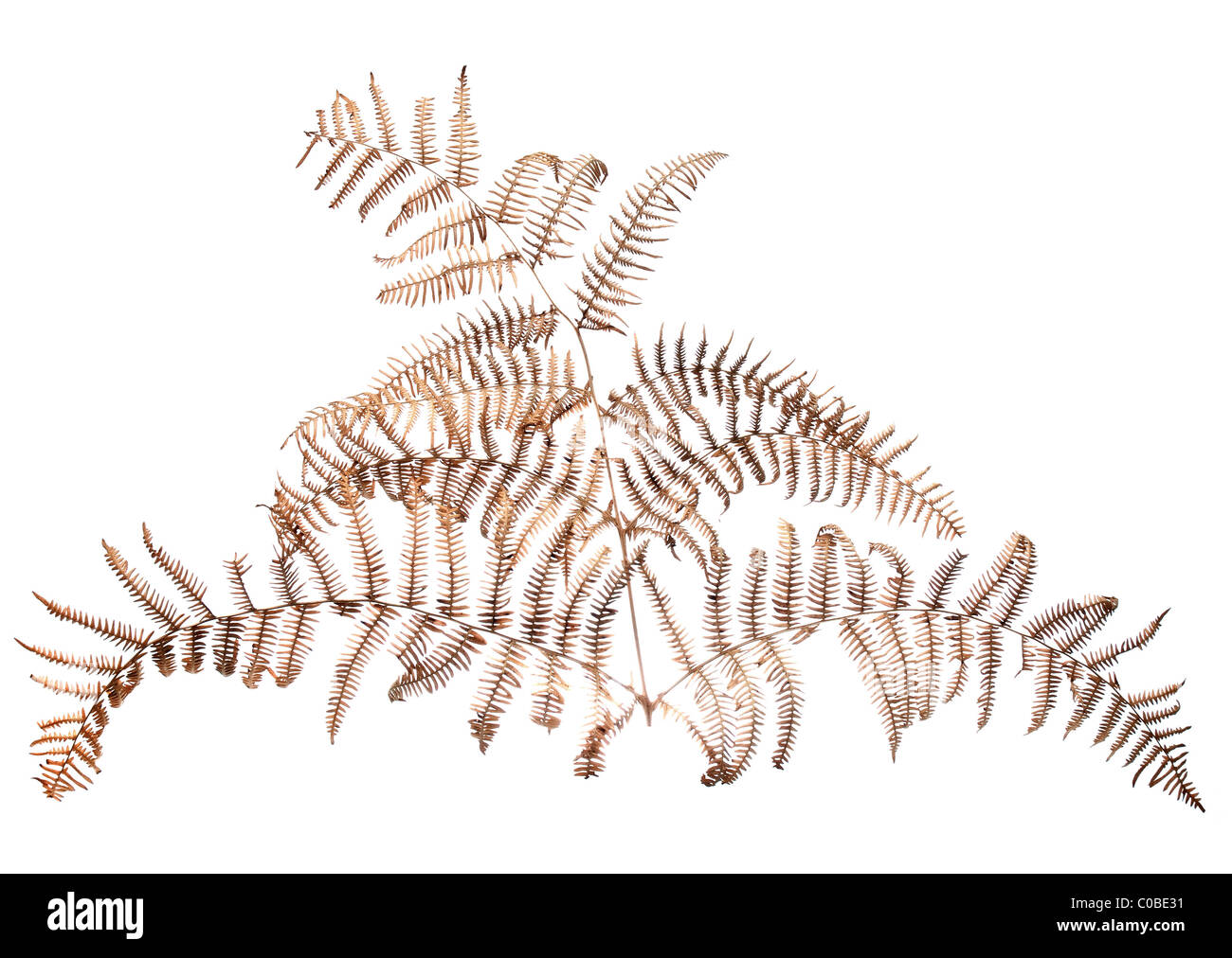 Dead fern leaf isolated on white background Stock Photo - Alamy