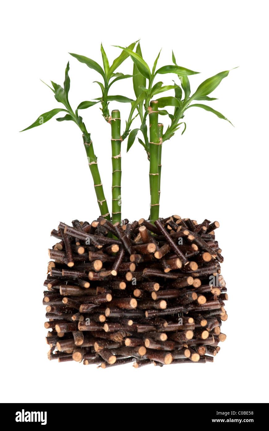 Green bamboo isolated on white background Stock Photo - Alamy