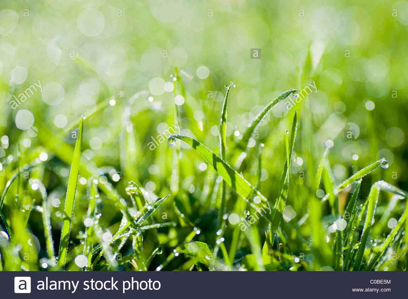 Dew Drops On Grass Close Up High Resolution Stock Photography and ...