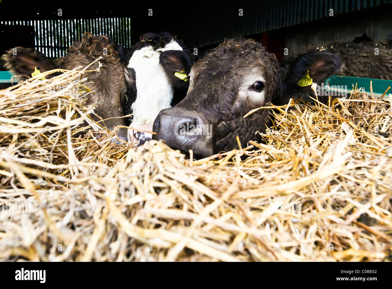Cattle eating fodder inside a barn in winter Stock Photo - Alamy