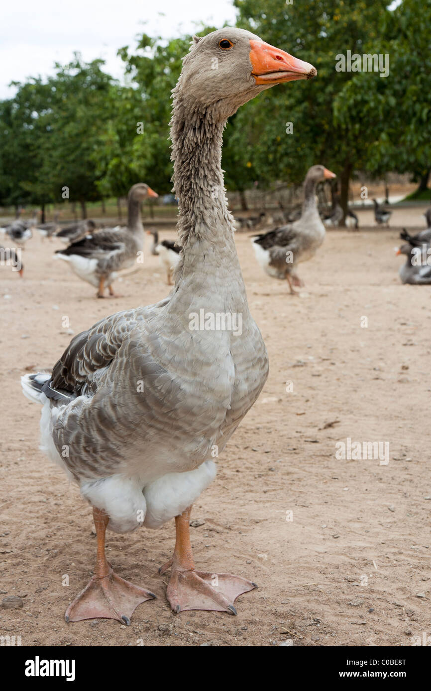 Birds of france hi-res stock photography and images - Alamy