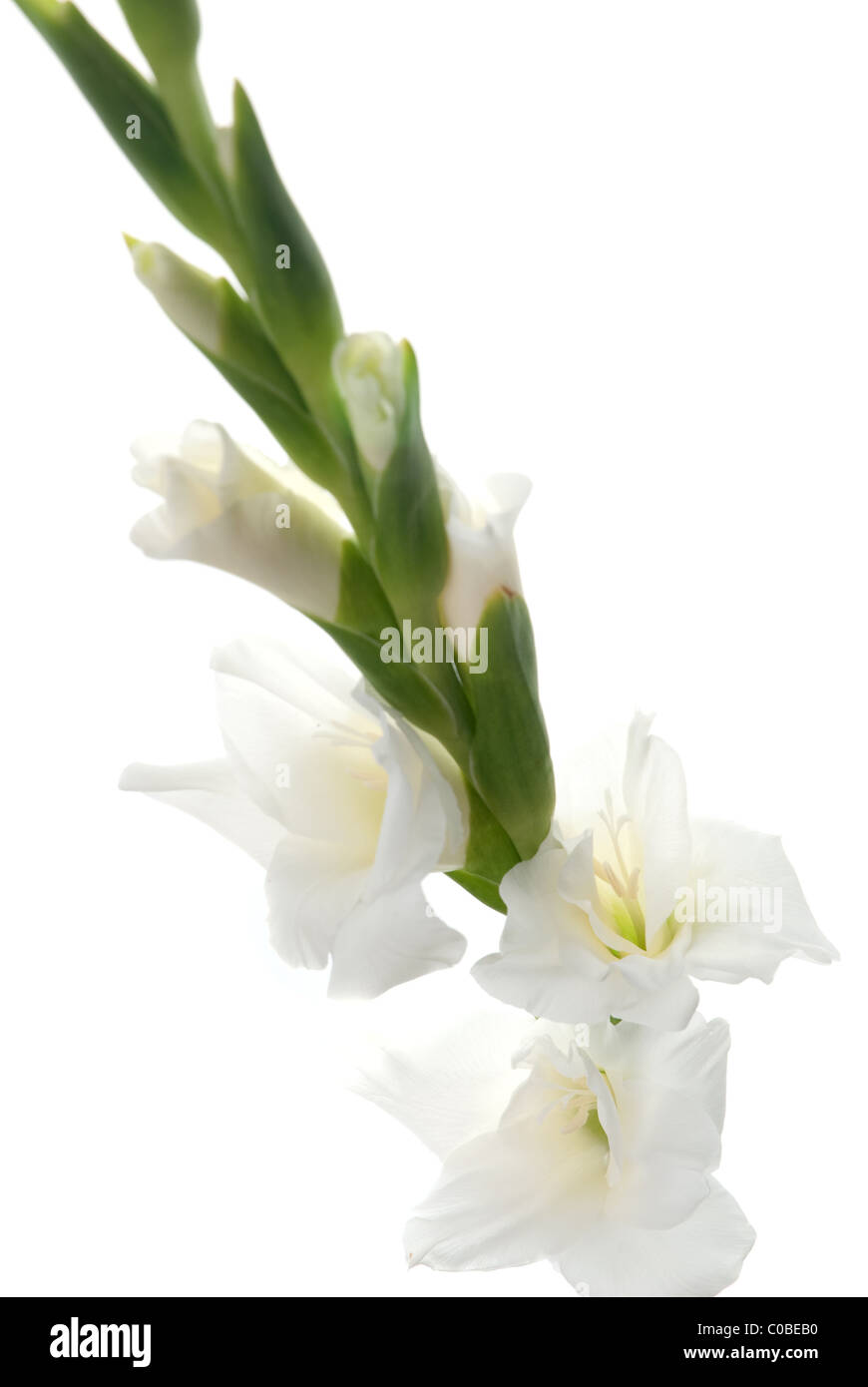 Beautiful White Gladiolus detail isolated on white background Stock ...