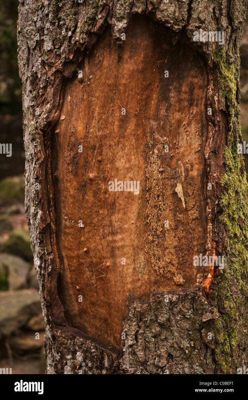 missing tree bark Stock Photo - Alamy