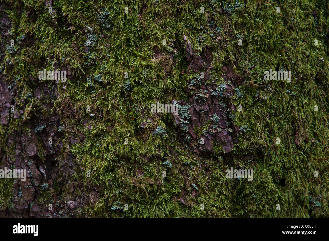Tree moss hi-res stock photography and images - Alamy